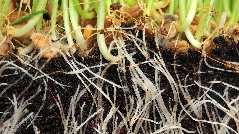 Trichoderma Fungicida Del Suelo Ecomambo 30ml – Bonsai del Bosque