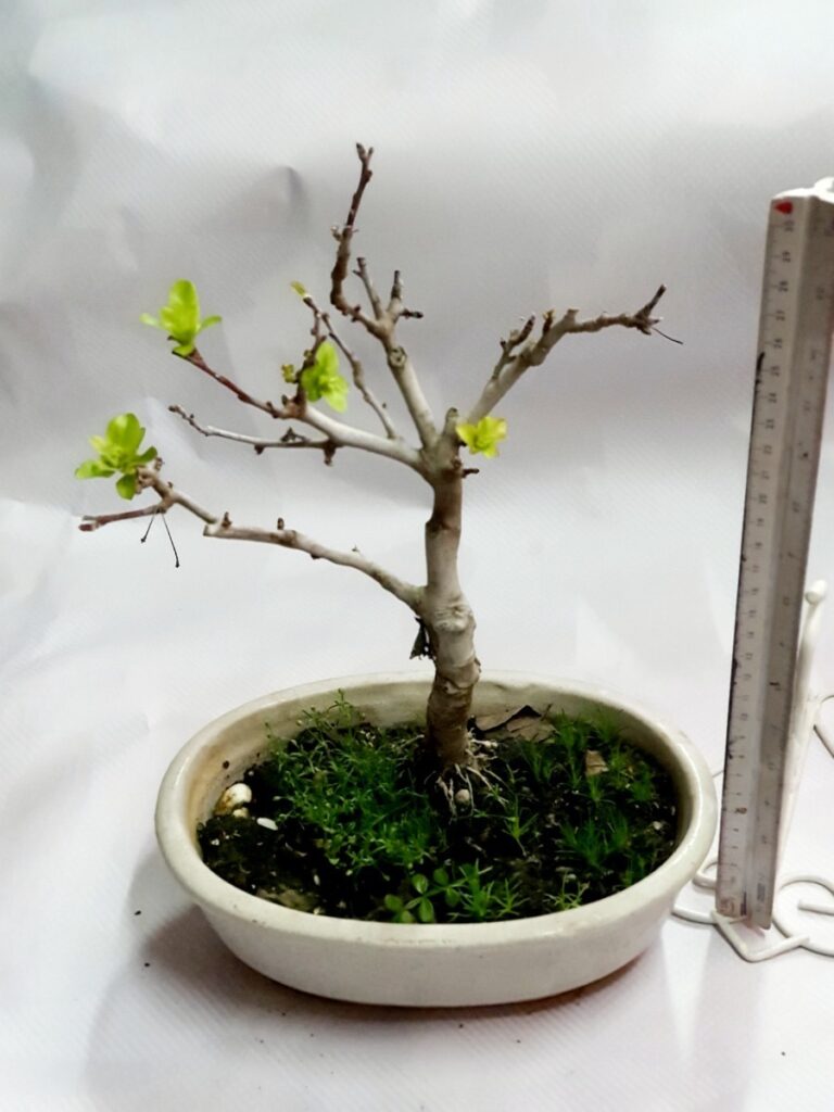 Bonsai – Planta 15 A 16 Años Variedad A Elección – Bns – Bonsai del Bosque