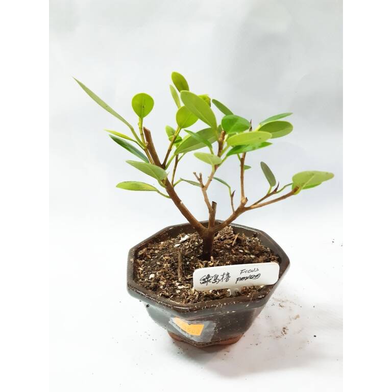 Bonsai – Planta 4 Años Variedad A Elección – Bns – Bonsai del Bosque