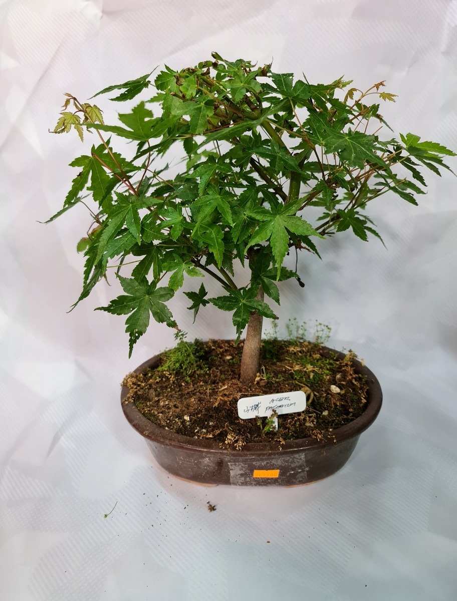 Bonsai – Planta 9 A 12 Años Variedad A Elección – Bns – Bonsai del Bosque