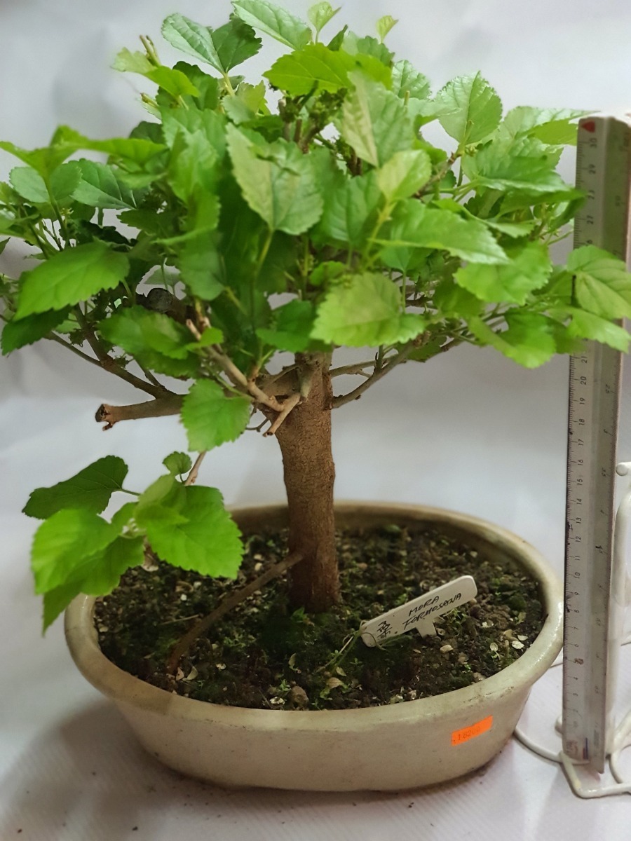 Bonsai – Planta 9 A 12 Años Variedad A Elección – Bns – Bonsai del Bosque