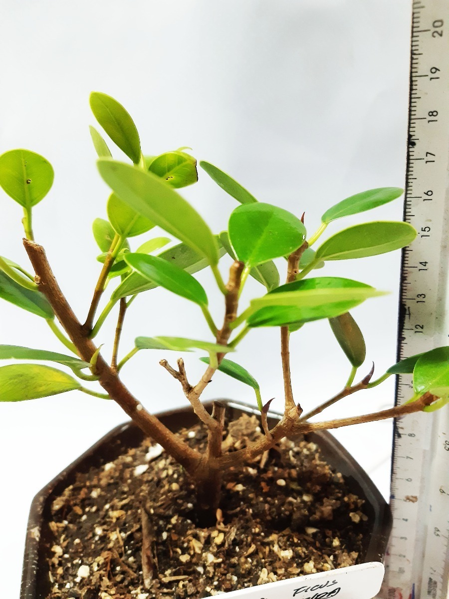 Bonsai – Planta 4 Años Variedad A Elección – Bns – Bonsai del Bosque