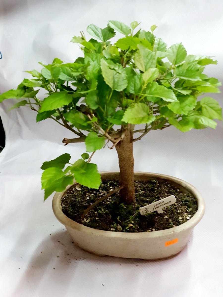 Bonsai – Planta 9 A 12 Años Variedad A Elección – Bns – Bonsai del Bosque
