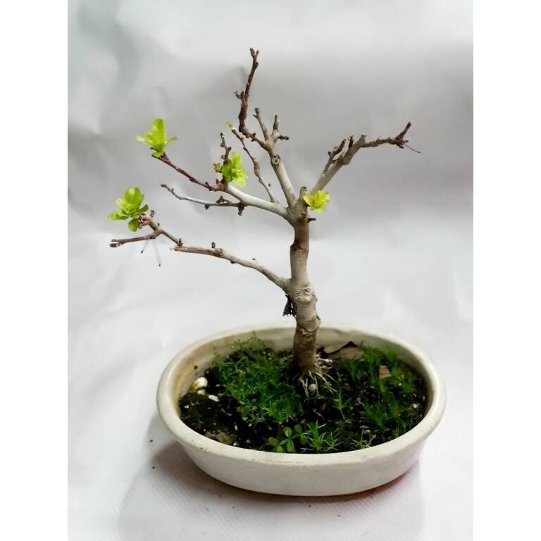 Bonsai – Planta 15 A 16 Años Variedad A Elección – Bns – Bonsai del Bosque