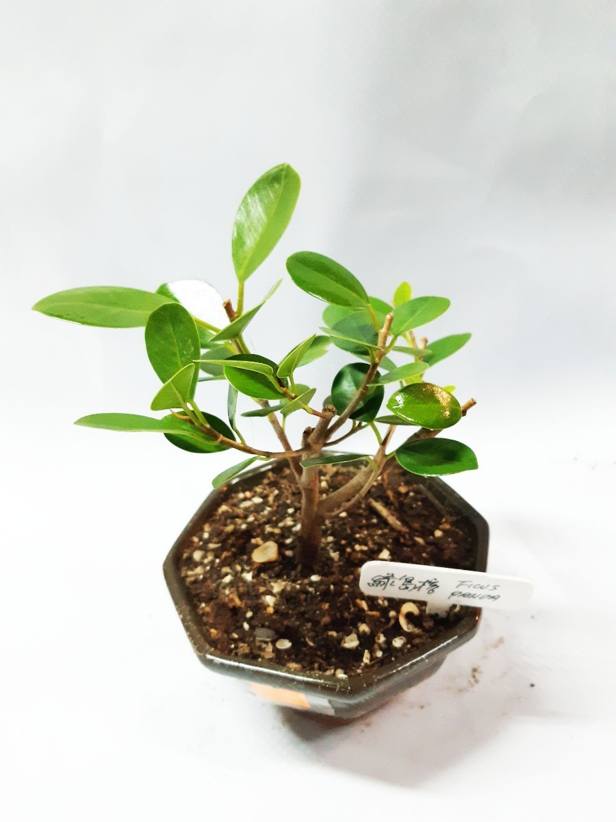 Bonsai – Planta 4 Años Variedad A Elección – Bns – Bonsai del Bosque